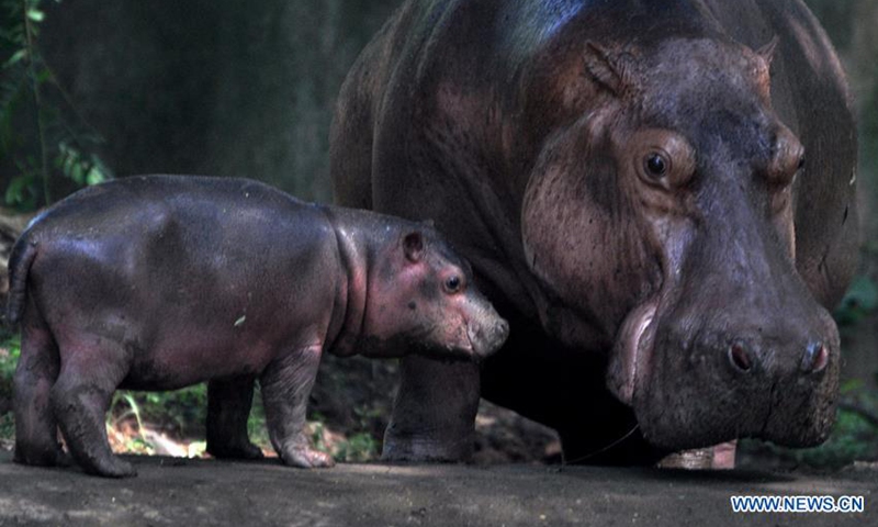 Hippopotamus pictured with 19-day-old cub in India's Botanical Garden ...