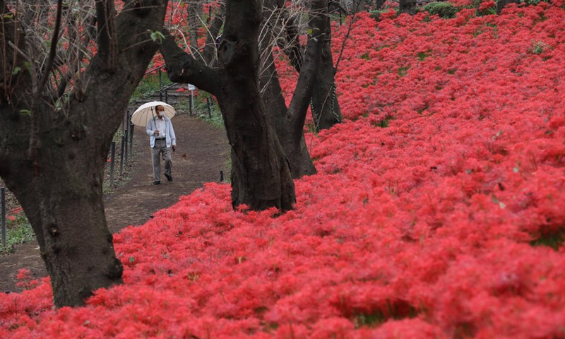Wandering in sea of flowers - Lycoris radiata blooming in Japan's ...