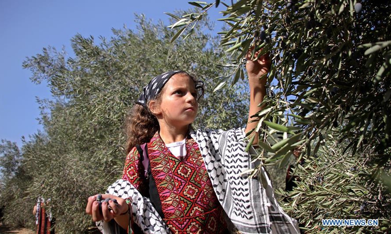 Gazan farmers reap olives amid COVID-19 precautionary measures - Global ...