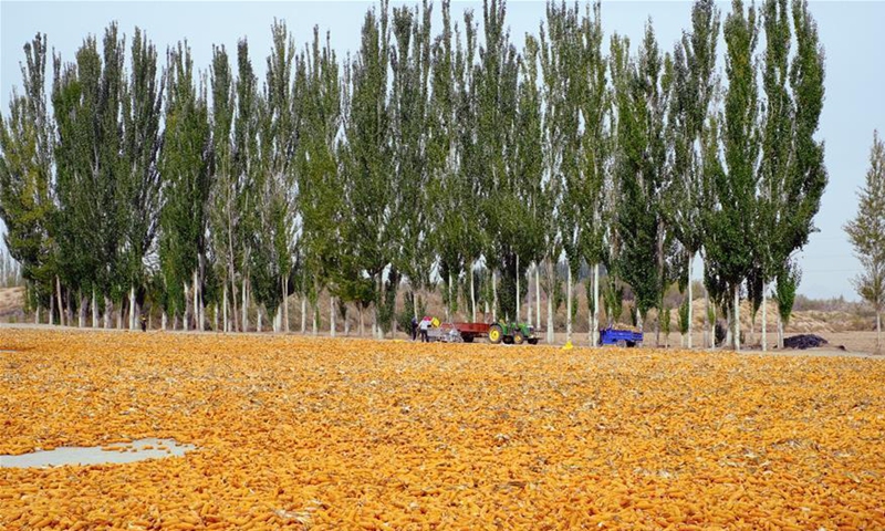 Farmers air harvested crops in Dengkou County, Inner Mongolia - Global ...