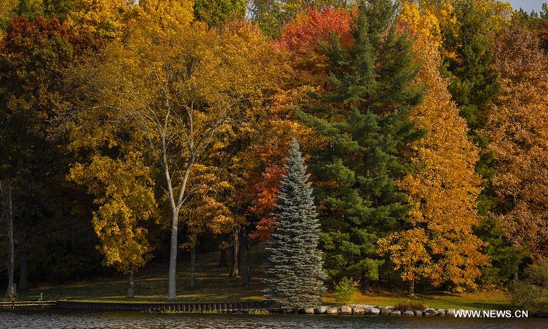 People enjoy fall foliage in Michigan, US - Global Times
