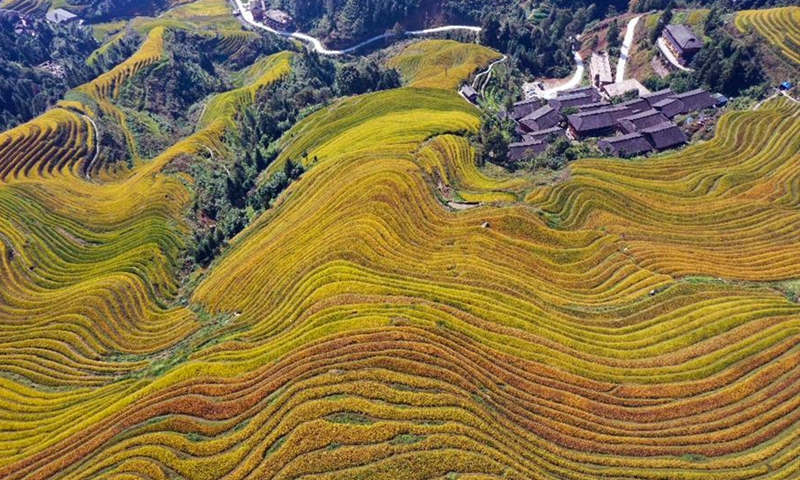 Aerial view of Longji terraced fields in Longsheng County, Guangxi ...