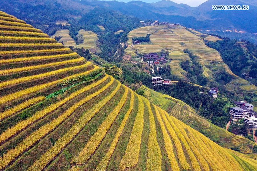 Aerial view of Longji terraced fields in Longsheng County, Guangxi ...