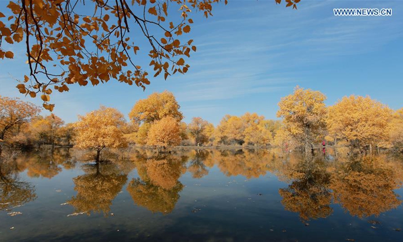 Tourists visit populus euphratica forest in NW China's Gansu - Global Times