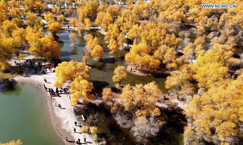 Tourists visit populus euphratica forest in NW China's Gansu - Global Times