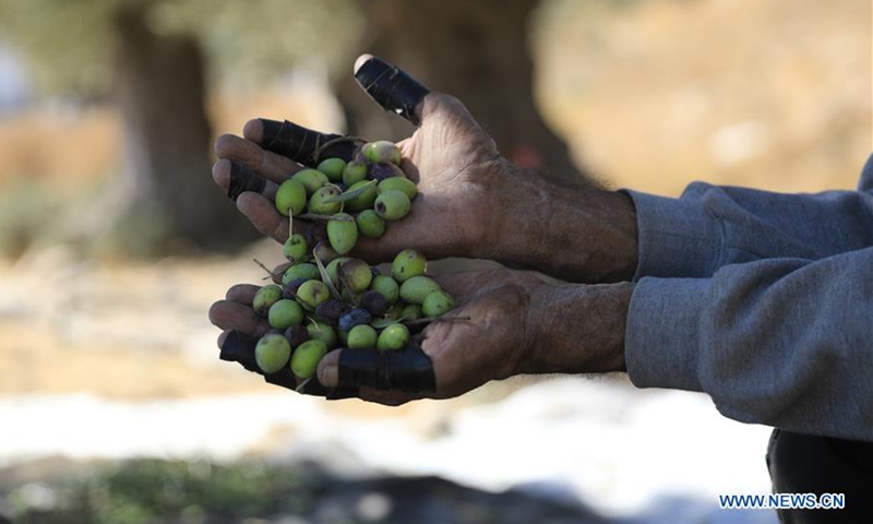 Palestinian farmers collect olives at olive orchard in West Bank city ...