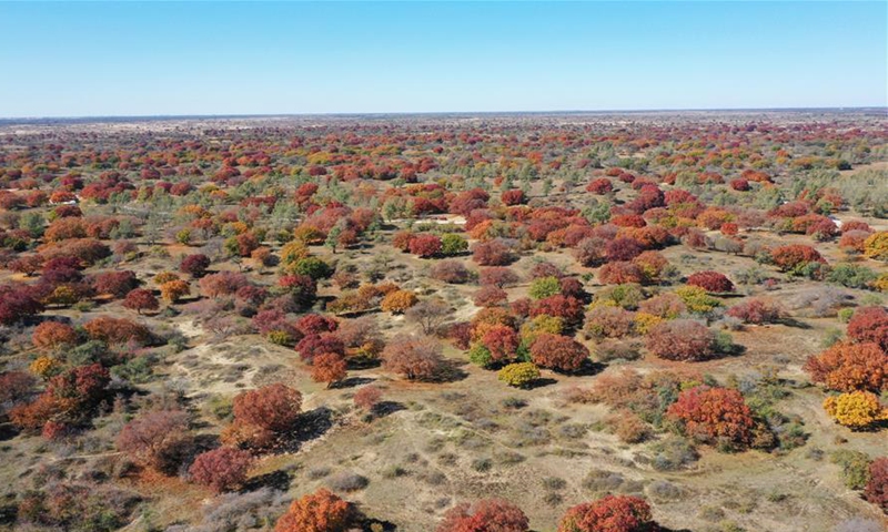 View of maple trees at forest park in Inner Mongolia - Global Times