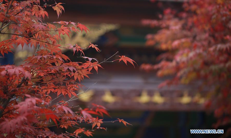 Autumn view across China - Global Times