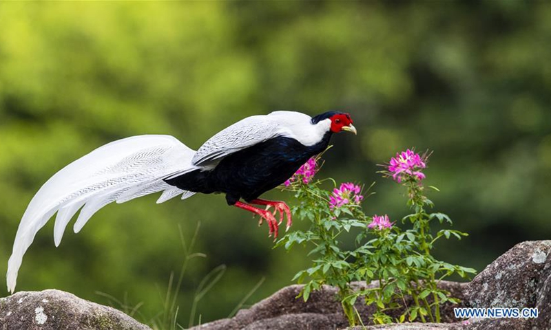 Silver pheasants seen in Exiandong nature reserve in China's Fujian ...