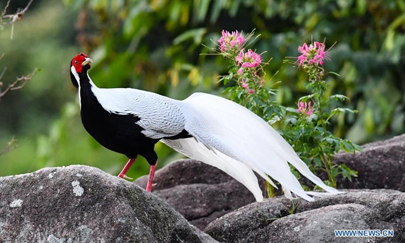 Silver pheasants seen in Exiandong nature reserve in China's Fujian ...