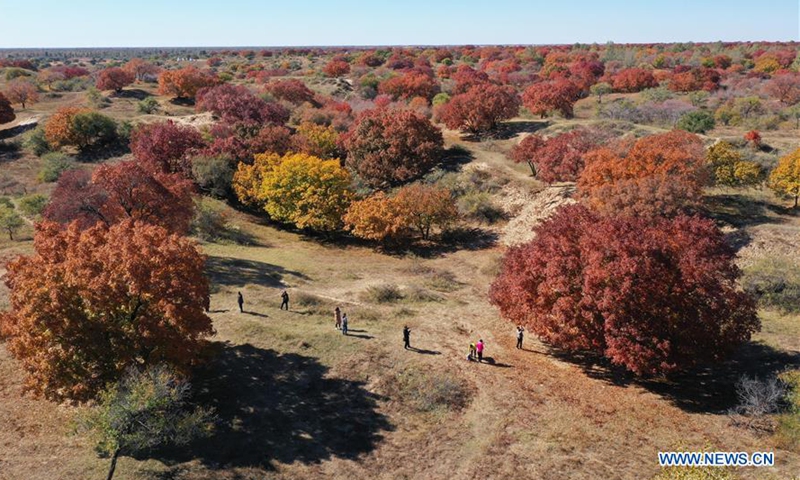 View of maple trees at forest park in Inner Mongolia - Global Times