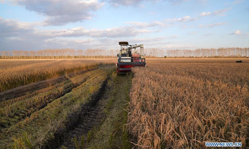 View of rice harvest in China's Heilongjiang - Global Times
