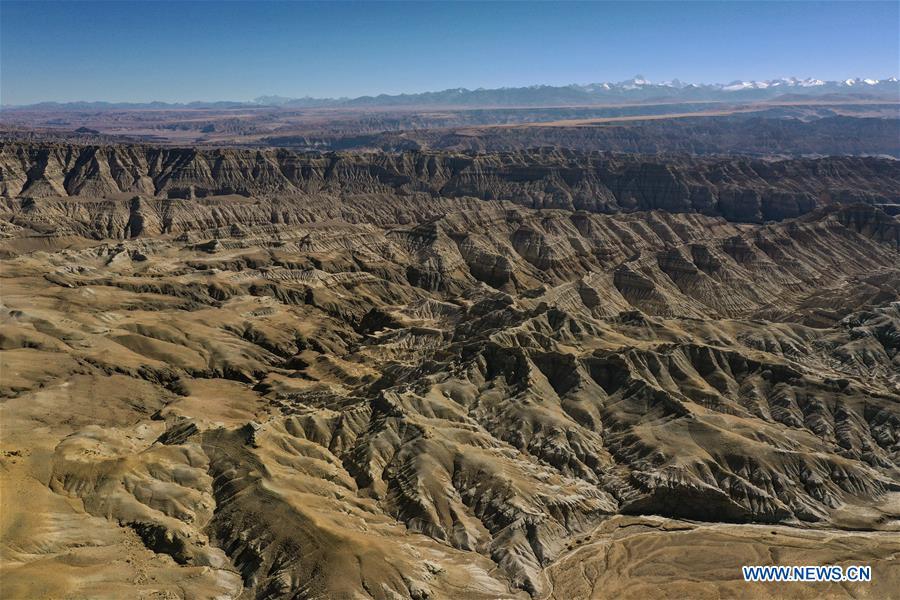 Landscape of earth forest in Tibet - Global Times