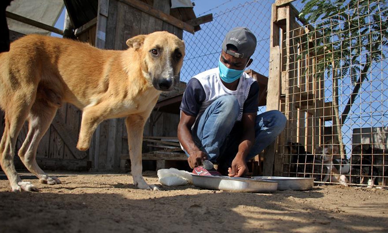 Disabled stray dogs took cared of in Al-Zahra neighborhood - Global Times