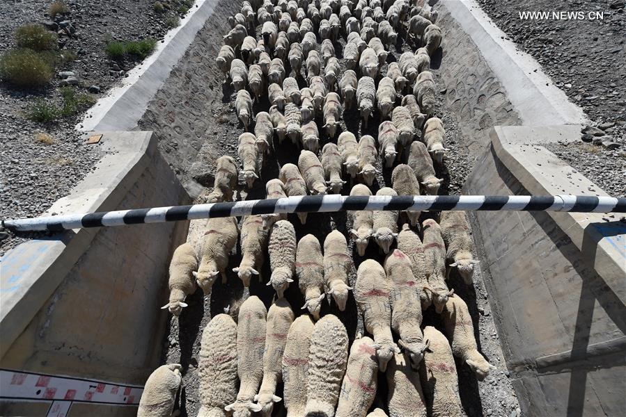 More than 100,000 cattle, sheep driven to lower elevation corn fields ...