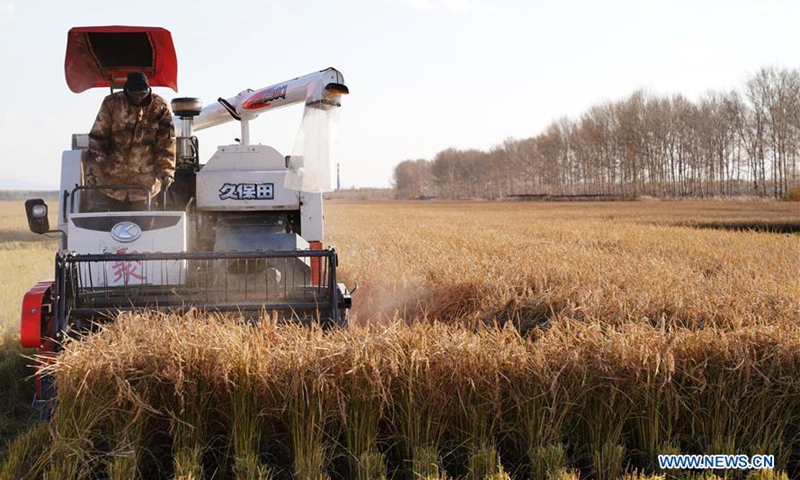 View of rice harvest in China's Heilongjiang - Global Times