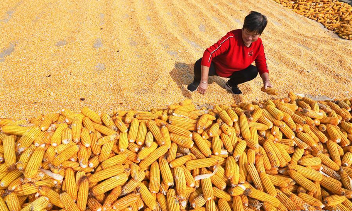 Farmers see bumper harvest in Qingdao - Global Times