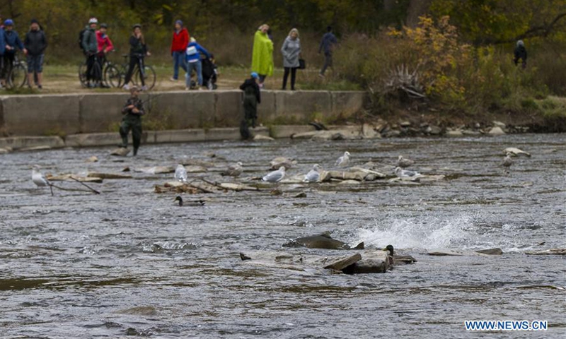 Salmons' migration to spawning grounds in Humber River in Canada ...