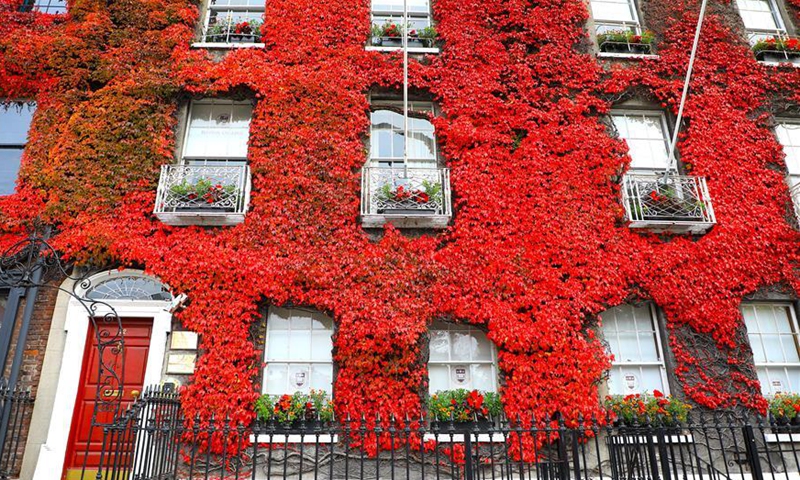 Autumn scenery in Dublin, Ireland - Global Times