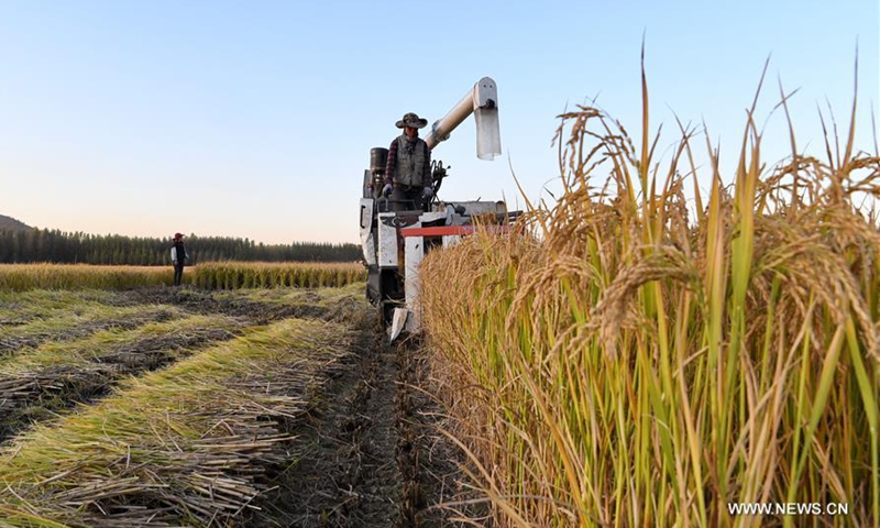 Rice enters harvest season in north China's Hebei - Global Times