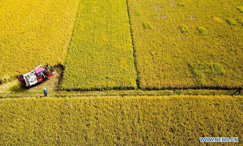 China's new hybrid rice yields 10-20% more, breaks world record ...