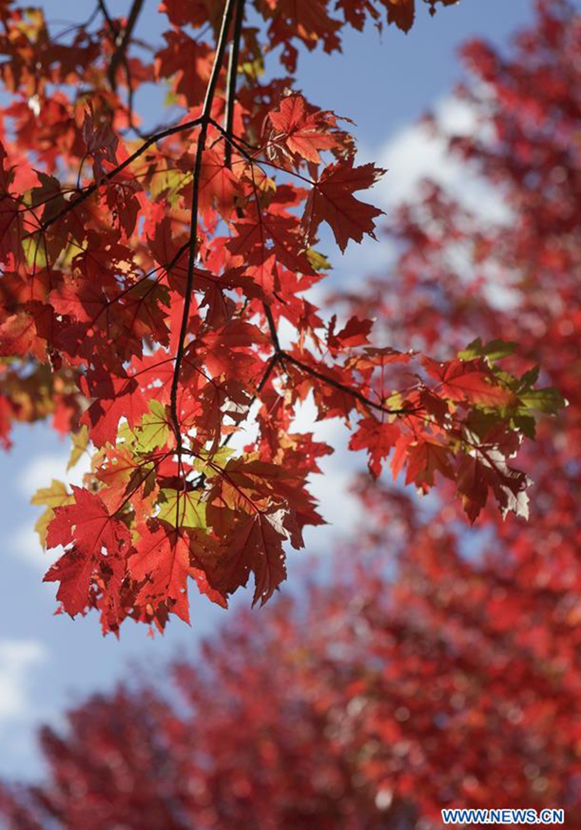 Colourful autumn foliage seen in Vancouver - Global Times
