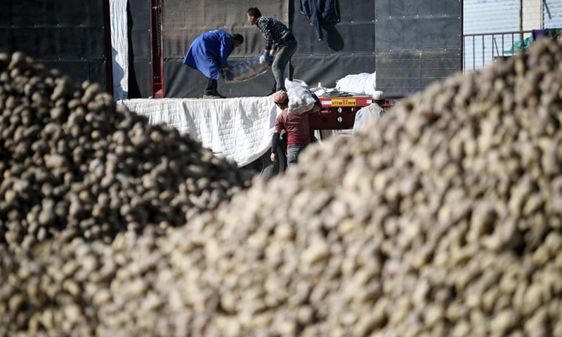 Potatoes to be harvested this year in Guyuan, NW China's Ningxia Hui ...