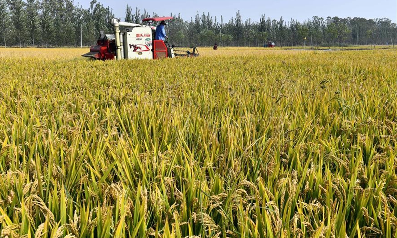 Rice fields in Pizhuang Township, east China's Shandong - Global Times