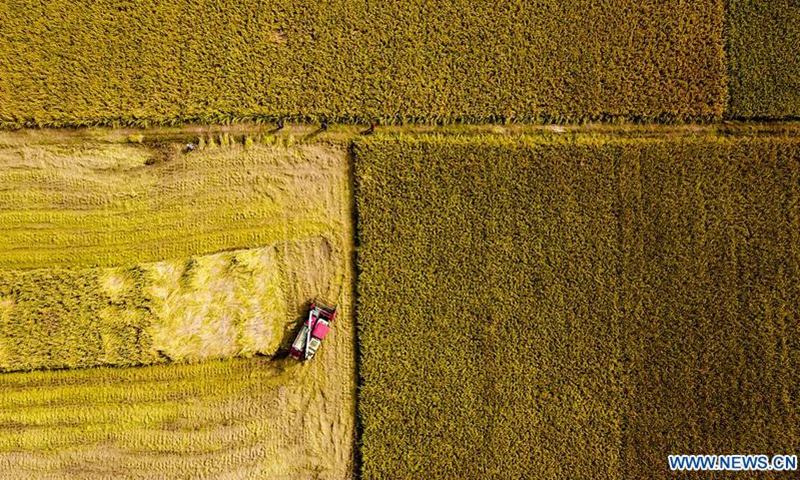 Rice fields in Pizhuang Township, east China's Shandong - Global Times