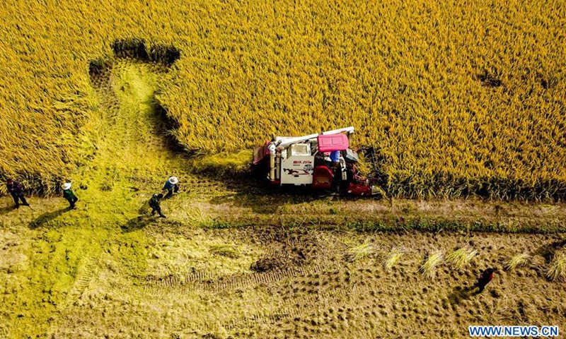 Rice fields in Pizhuang Township, east China's Shandong - Global Times