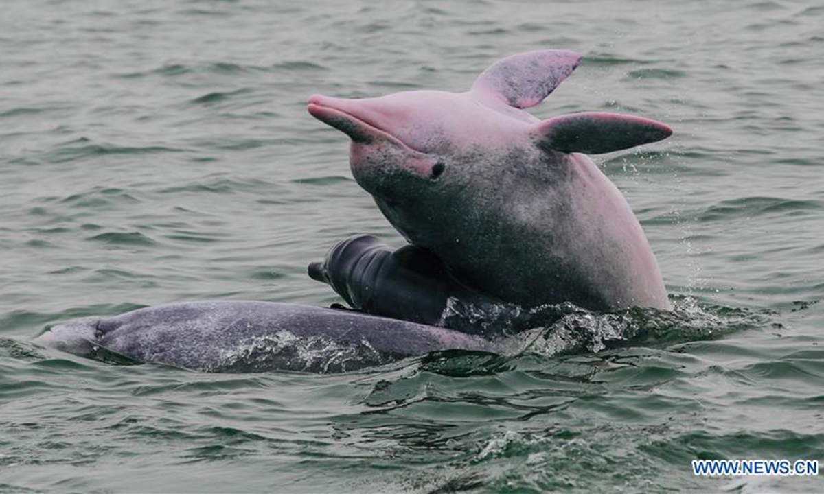 Discover China: Safe haven for rare dolphins in south China - Global Times