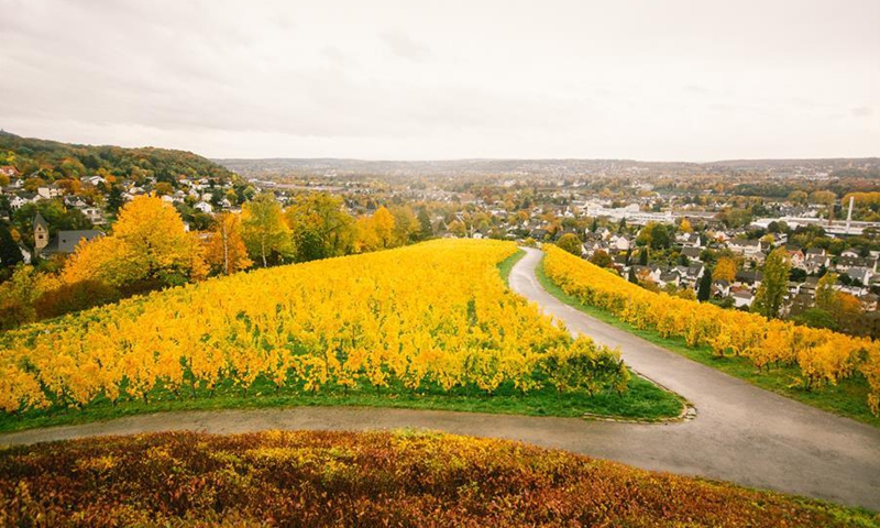 Autumn scenery in Konigswinter, western Germany - Global Times