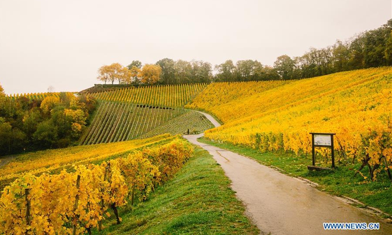 Autumn scenery in Konigswinter, western Germany - Global Times