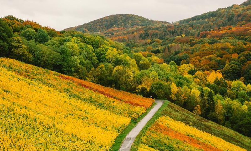Autumn scenery in Konigswinter, western Germany - Global Times