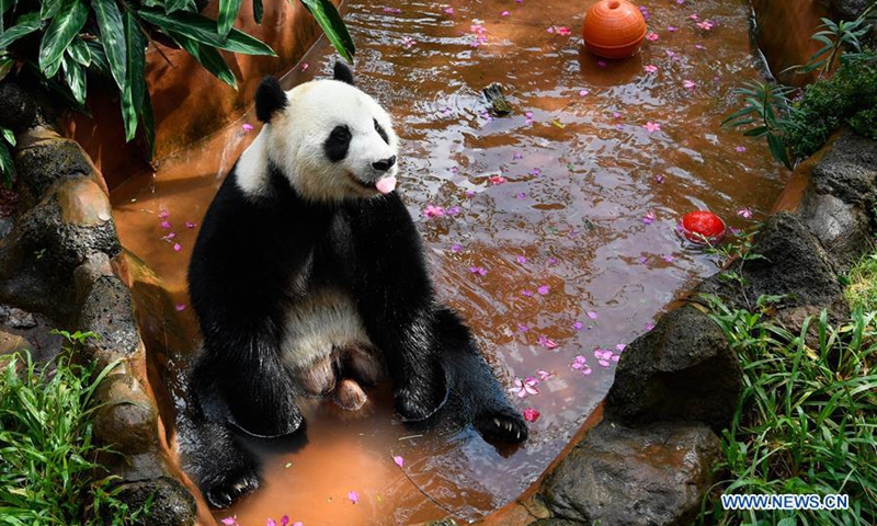 Giant pandas at Hainan Tropical Wildlife Park and Botanical Garden ...