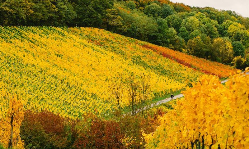 Autumn scenery in Konigswinter, western Germany - Global Times