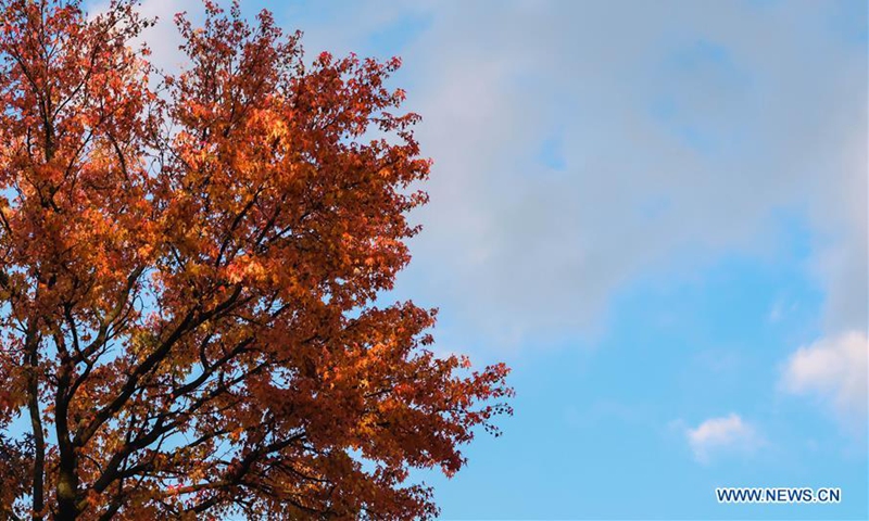 Autumn scenery in Brussels, Belgium - Global Times