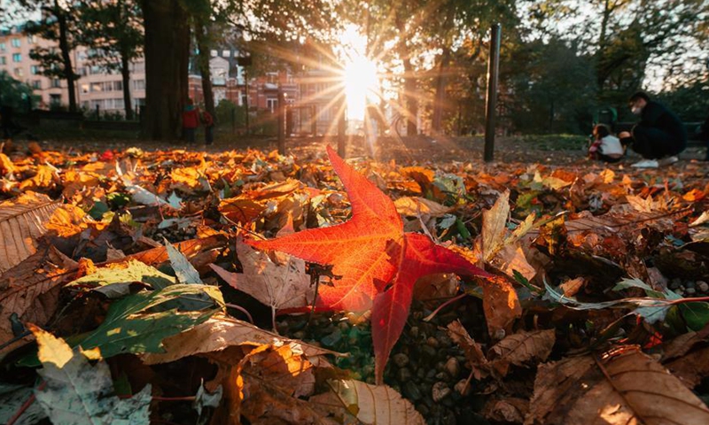 Autumn scenery in Brussels, Belgium - Global Times
