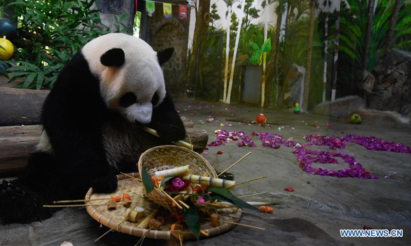 Giant pandas at Hainan Tropical Wildlife Park and Botanical Garden ...
