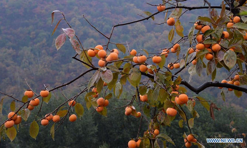 Persimmons harvested in Pinglu County, N China - Global Times