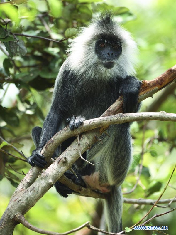 Photos released by WCS show animals in Keo Seima Wildlife Sanctuary in ...