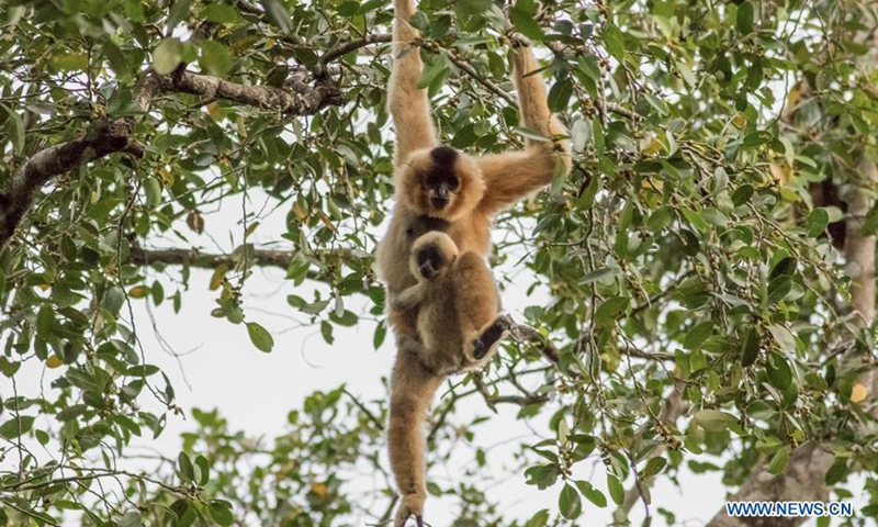 Photos released by WCS show animals in Keo Seima Wildlife Sanctuary in ...