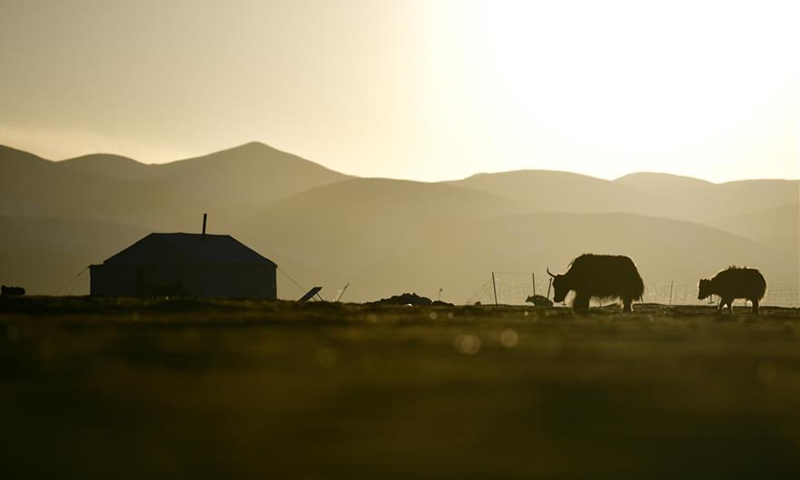 Ecological animal husbandry at Jiatang Grassland in Qinghai - Global Times