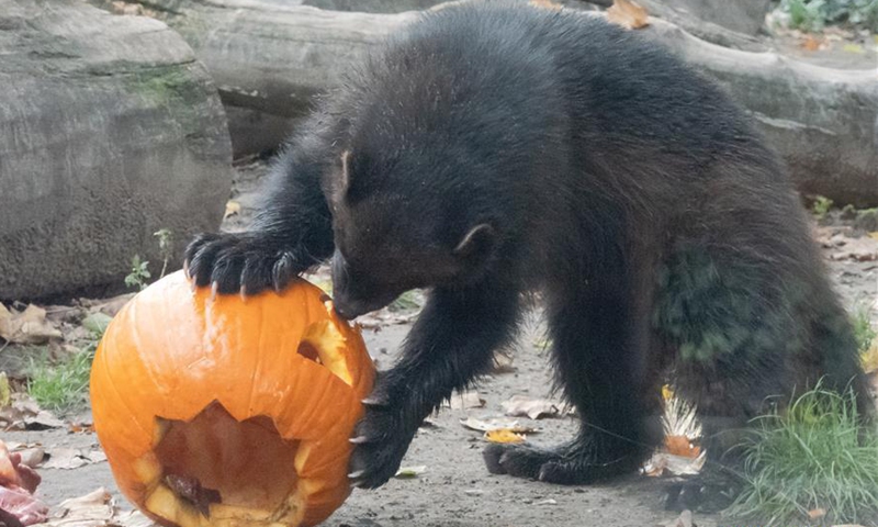 Animals eat Halloween pumpkins in Zoo Budapest and Botanical Garden ...