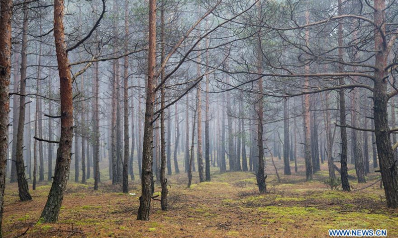 Autumn scenery in Carnikava, Latvia - Global Times