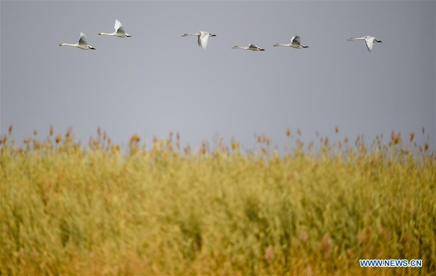 Migrant birds fly over Ulan Suhai Lake in Inner Mongolia - Global Times