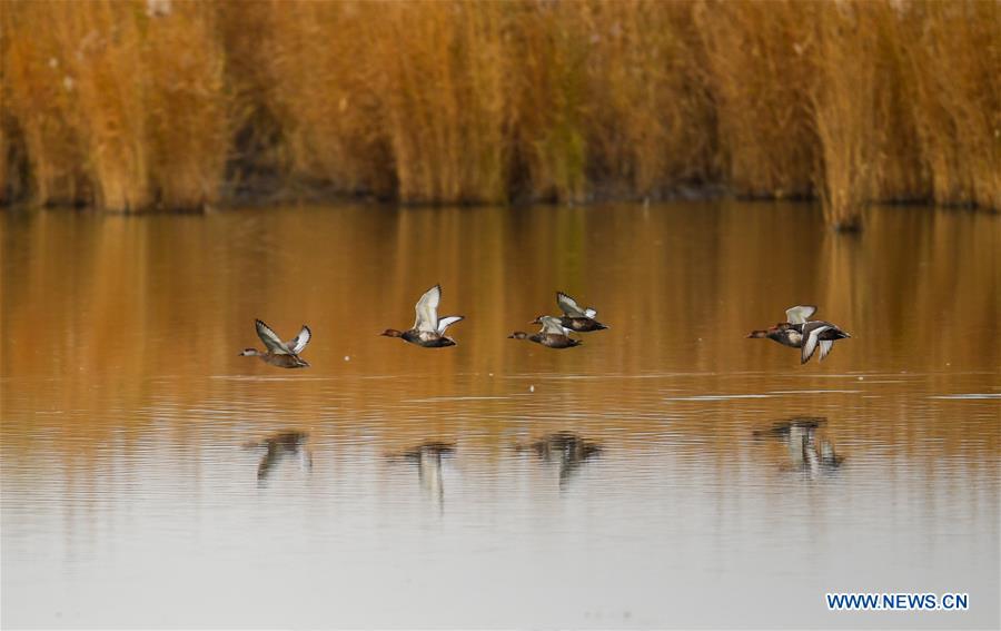 Migrant birds fly over Ulan Suhai Lake in Inner Mongolia - Global Times
