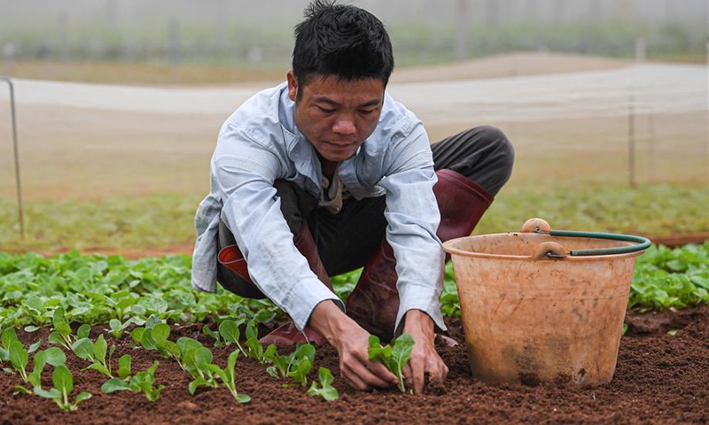 Farmers work at vegetable base to guarantee market supply in Hainan ...