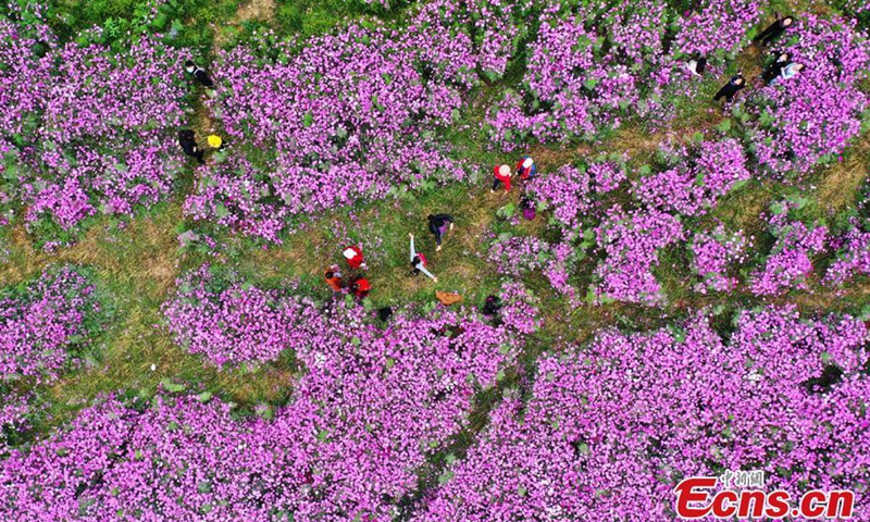 Aerial view of spectacular flower fields in Jiangxi - Global Times