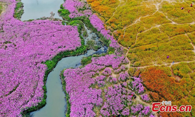 Aerial view of spectacular flower fields in Jiangxi - Global Times